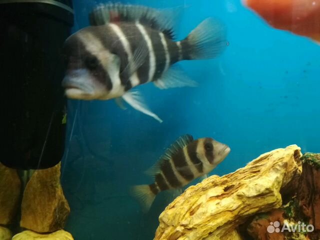 Продам фронтозу самец 15см и самка 9см