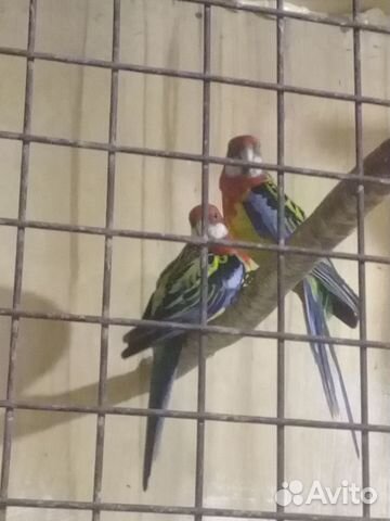 Пёстрые розеллы попугай