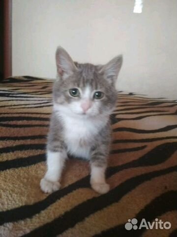 Отдам котика