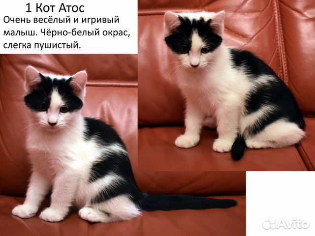 Котёнки в хорошие руки