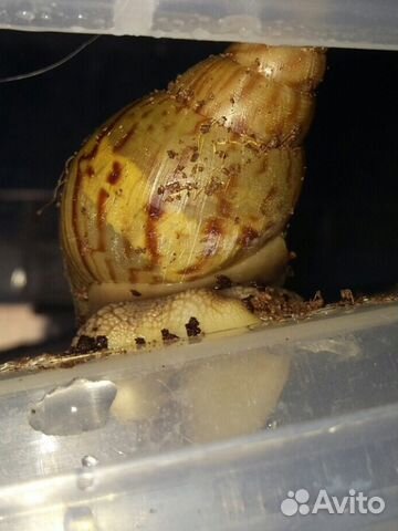 Ахатинские улитки