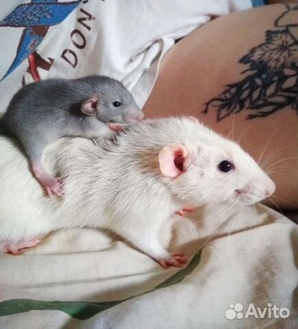Крысята мальчики