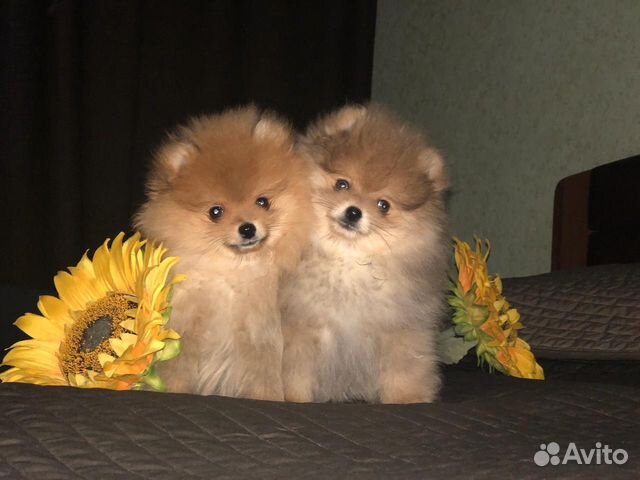 Померанский шпиц