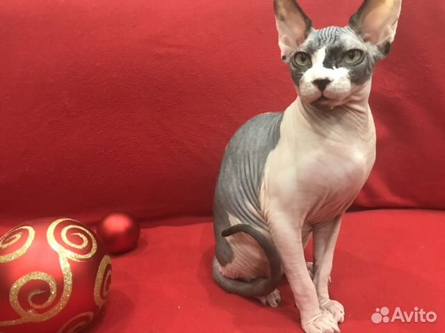 Канадский сфинкс Девочка
