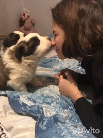 Щеночки сенбернары