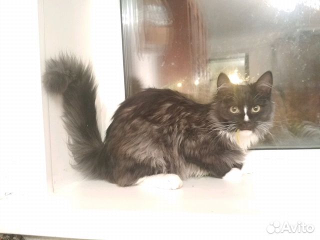 Кот мурчалкин