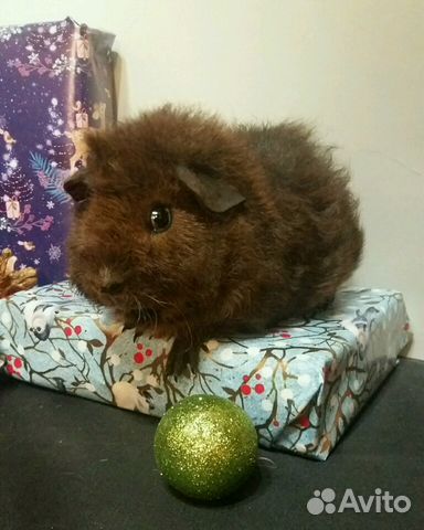 Бурый мишка, мальчишка