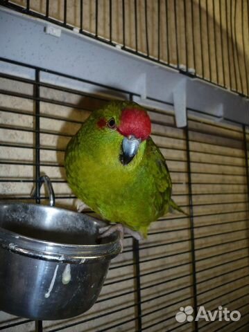 Попугай какарики птенцы