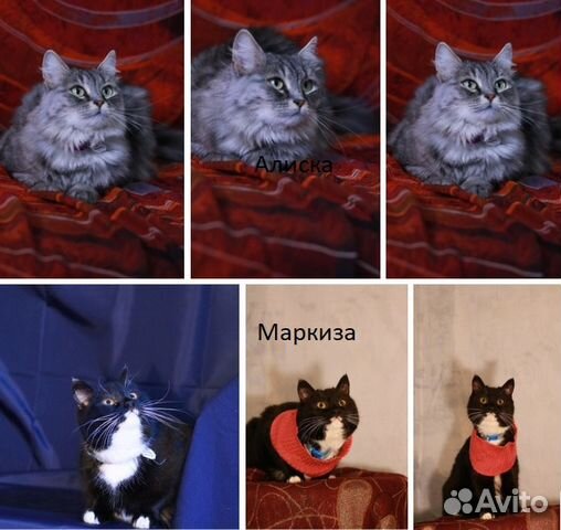 Кисули мечтают мурлыкать дома