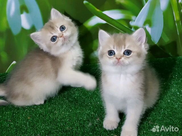 Кошки голубое золото