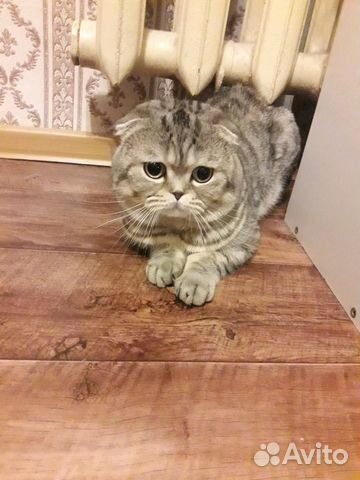 Веслоухий шотландец