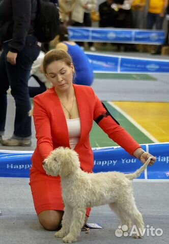 Щенки Лаготто Романьоло (Трюфельная собака)