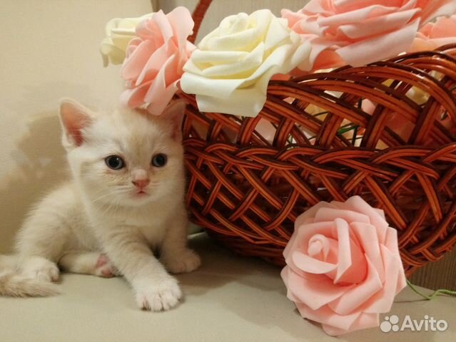 Британские котята(Breeding)