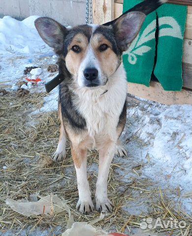 Зена отдам в добрые руки