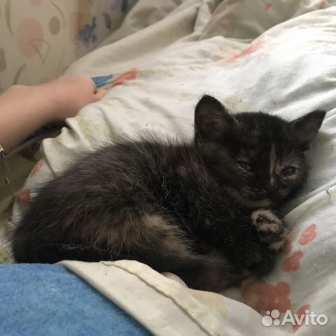Котята бесплатно в добрые руки