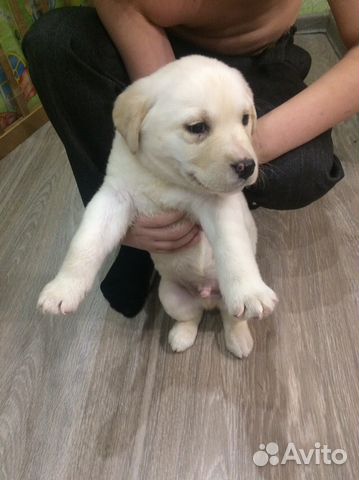 Продам щенка лабрадора