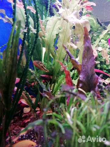 Тетрадоны карликовые (жёлтые)