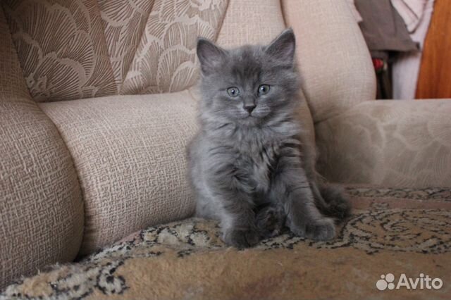 Красивый плюшевый котенок