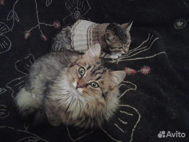 Котята
