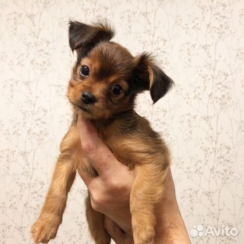 Продаётся щенок породы русский той