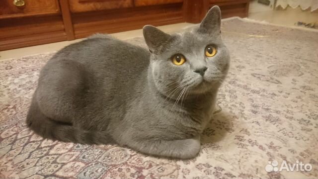 Кот британец