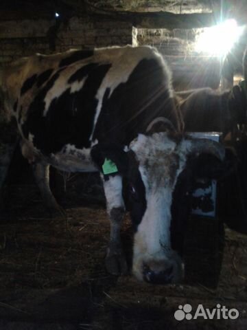 Продам дойных коров