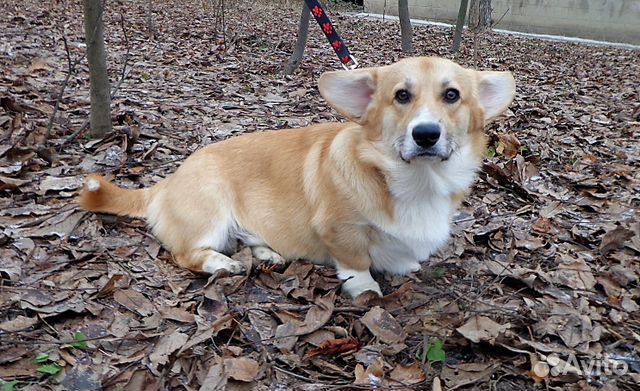 Отдаю щенка вельш корги пемброк Ростов-на-Дону