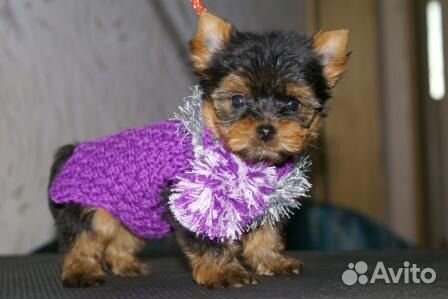 Йоркчики Беби Фейс