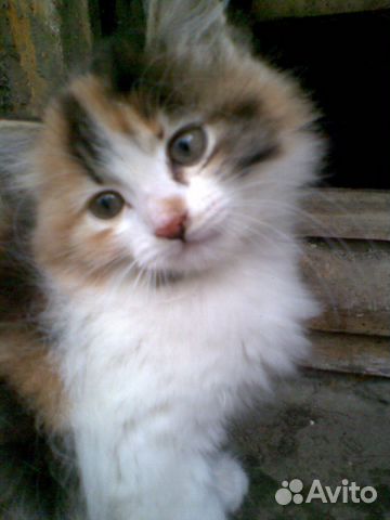 Кошечка Маруська