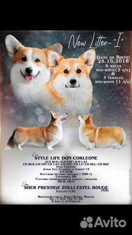 Щенки вельш корги пемброк