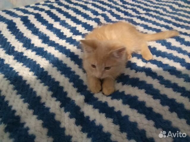 Котенок породы Рагамаффин