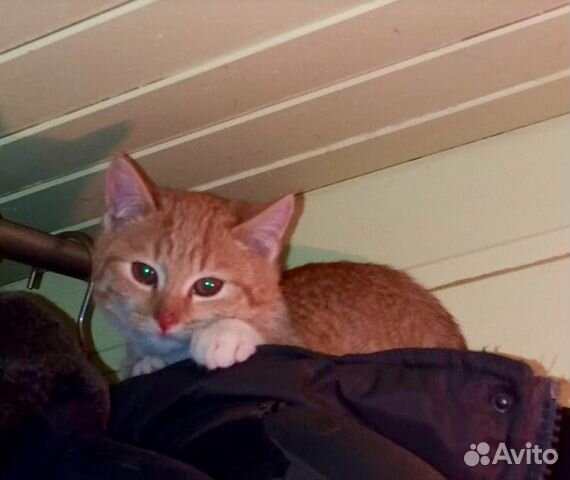 Котёнок (2,5) месяца. Рыжий цвет является показате