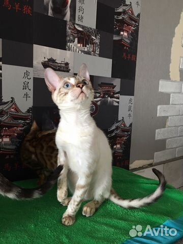 Бенгалочка снежная Хлойя