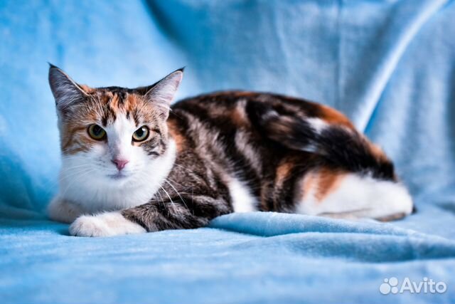 Красавица Синди ищет дом