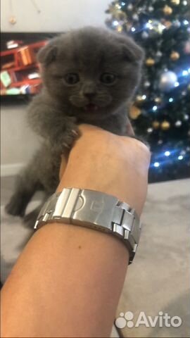 Продам шотландский вислоухий котик
