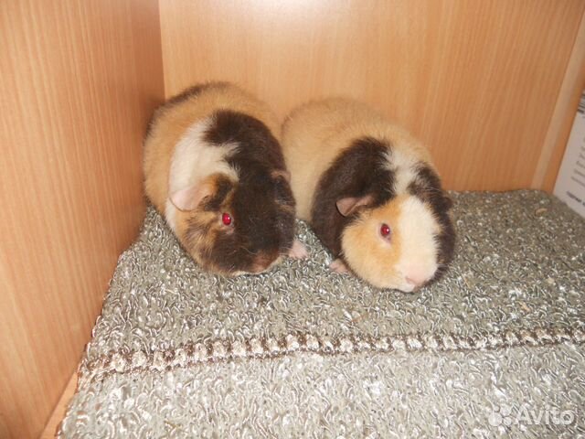 Морские свинки мальчишки