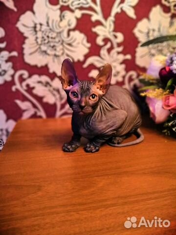 Донские котята