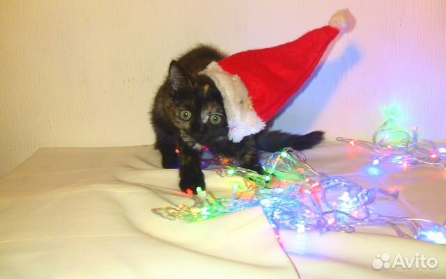 Кошечка-малышка, 3 месяца. От домашней кошки