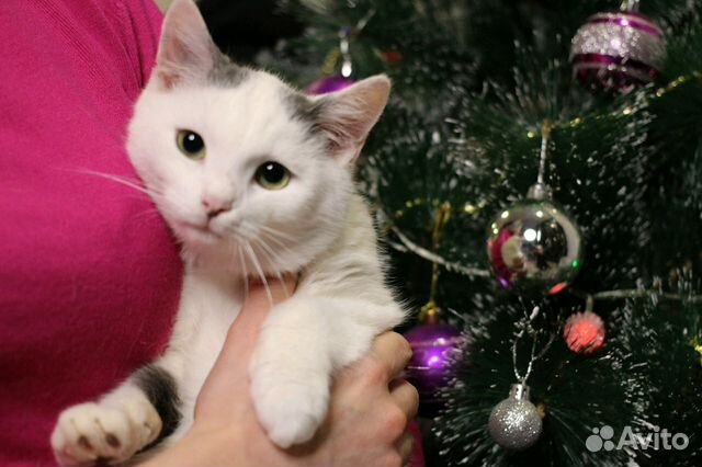 Котенок Зая ищет мамулю