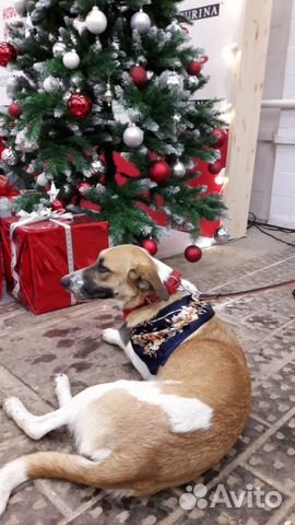 Солнечная Алиса - собака-мечта