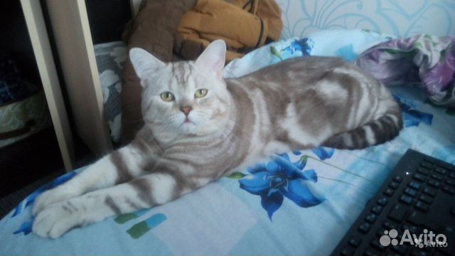 Скоттиш-страйт ищет любящих хозяев/ждёт на вязку