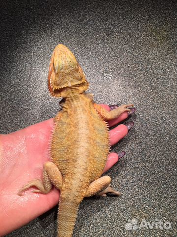 Бородатые агамы подростки и взрослые