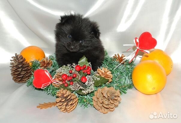 Девочка - шпицулька