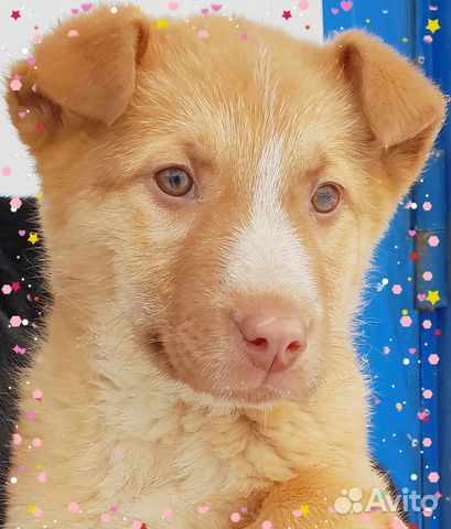 Медвежонок Тедди, 3 мес., в дар в добрые руки