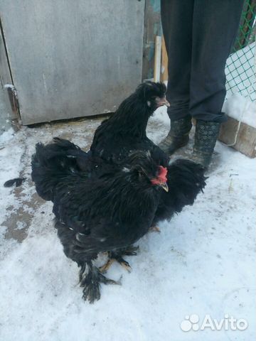 Петух Брама черная 6 месяцев