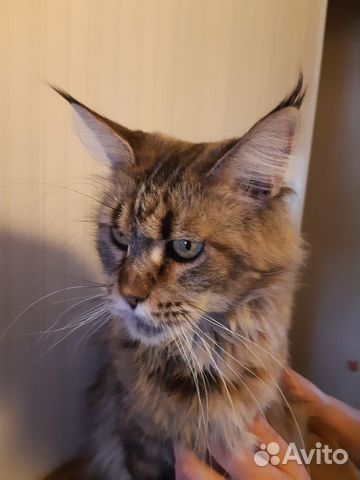 Котята на продажу