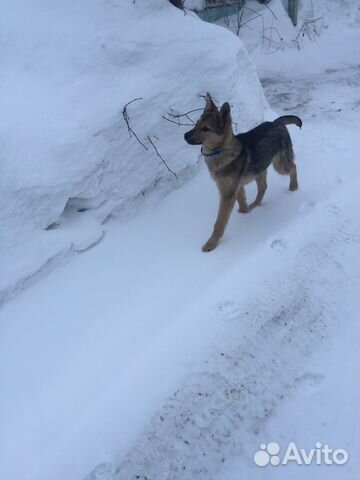 Щенок овчароидного типа