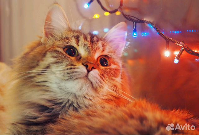 Кошечка с обложки