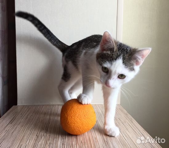 Котенок Валера 3 мес