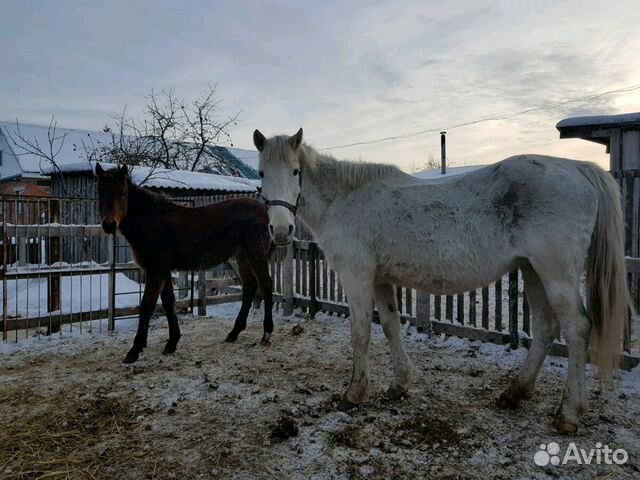 Лошадь